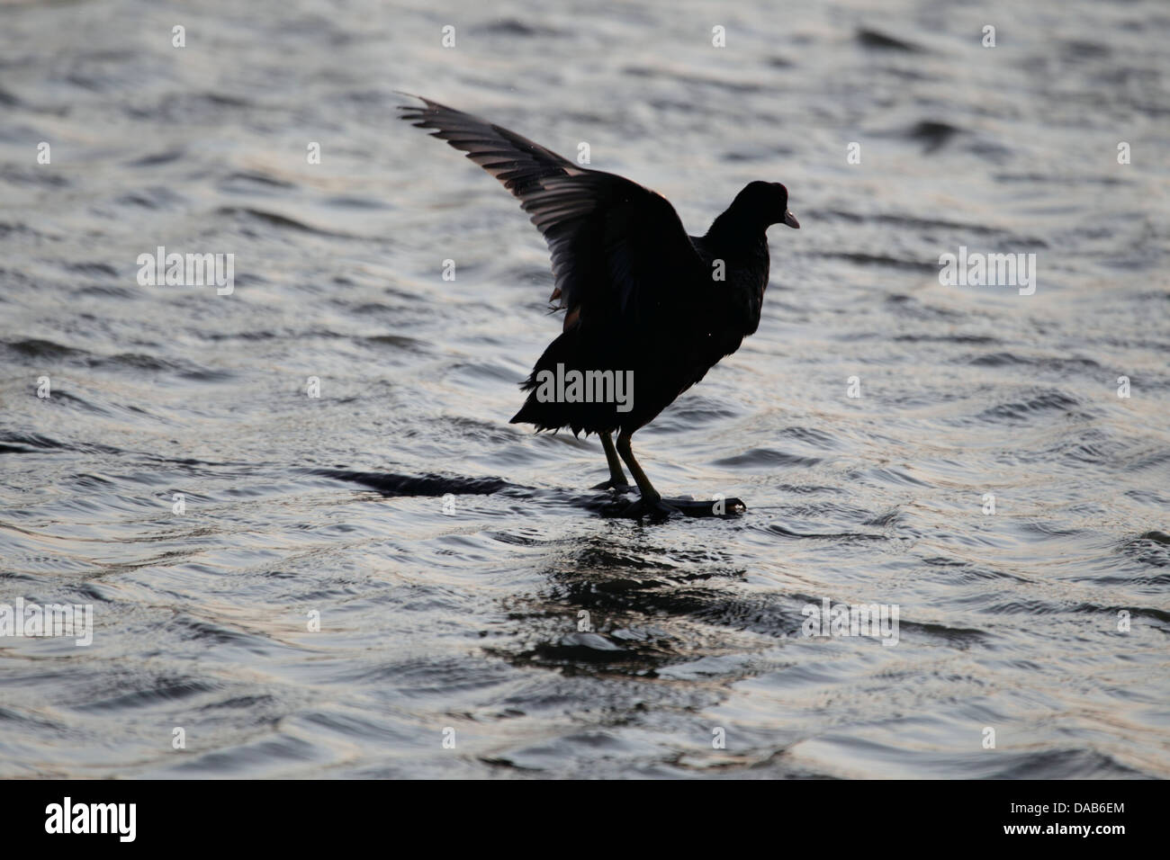Coot silhouette hi-res stock photography and images - Alamy