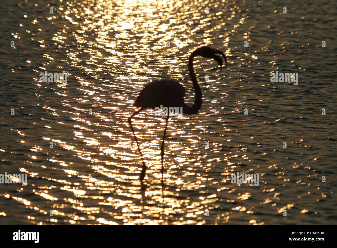 Flamingo phoenicopteridae High Resolution Stock Photography and Images ...