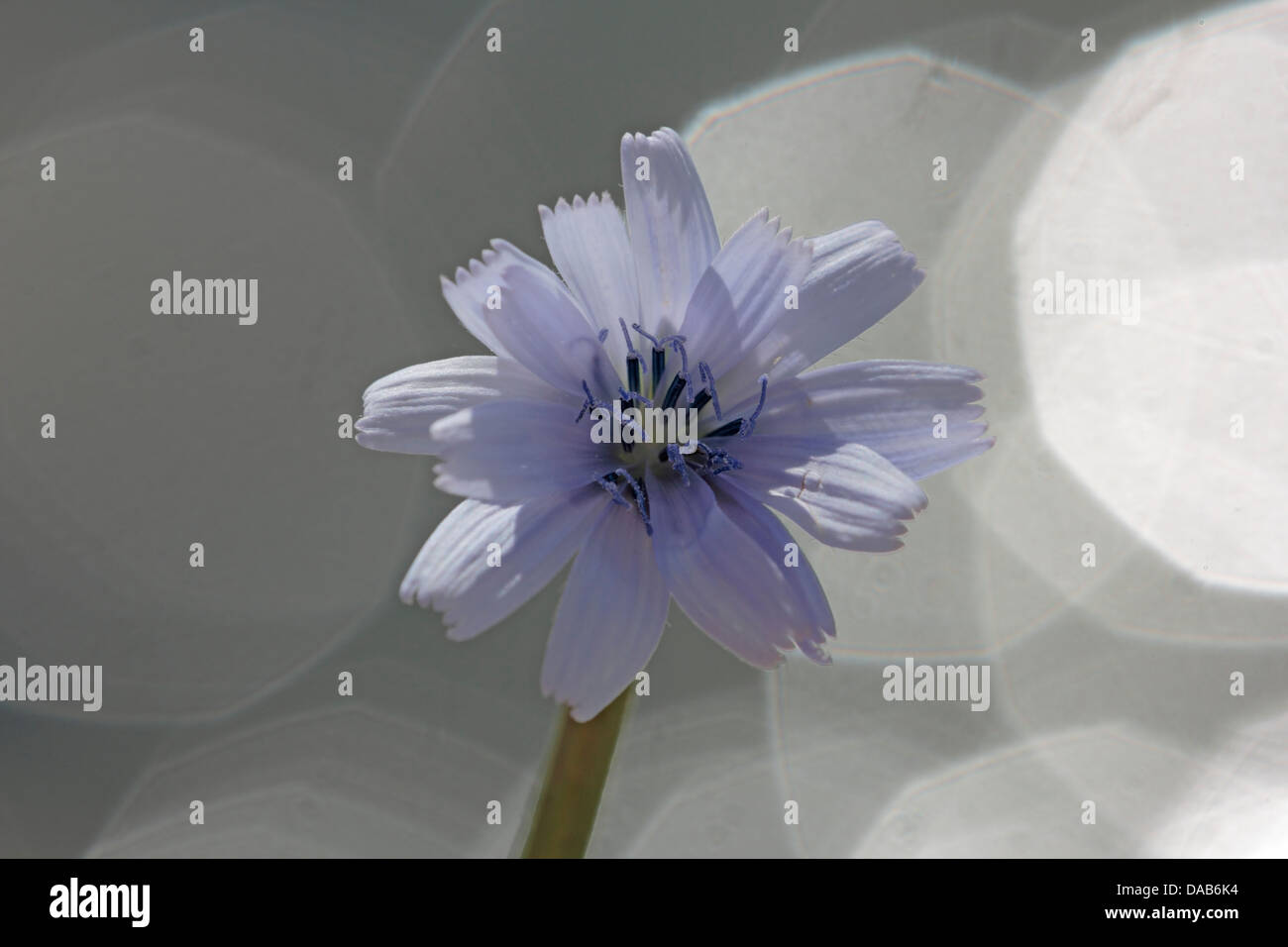 Bloem hi-res stock photography and images - Alamy