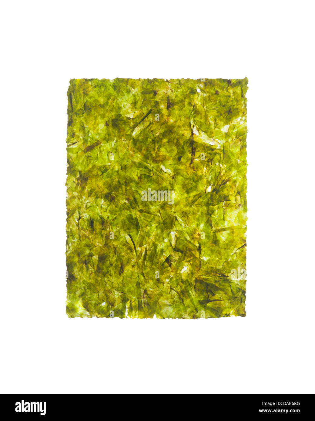 Laver Seaweed