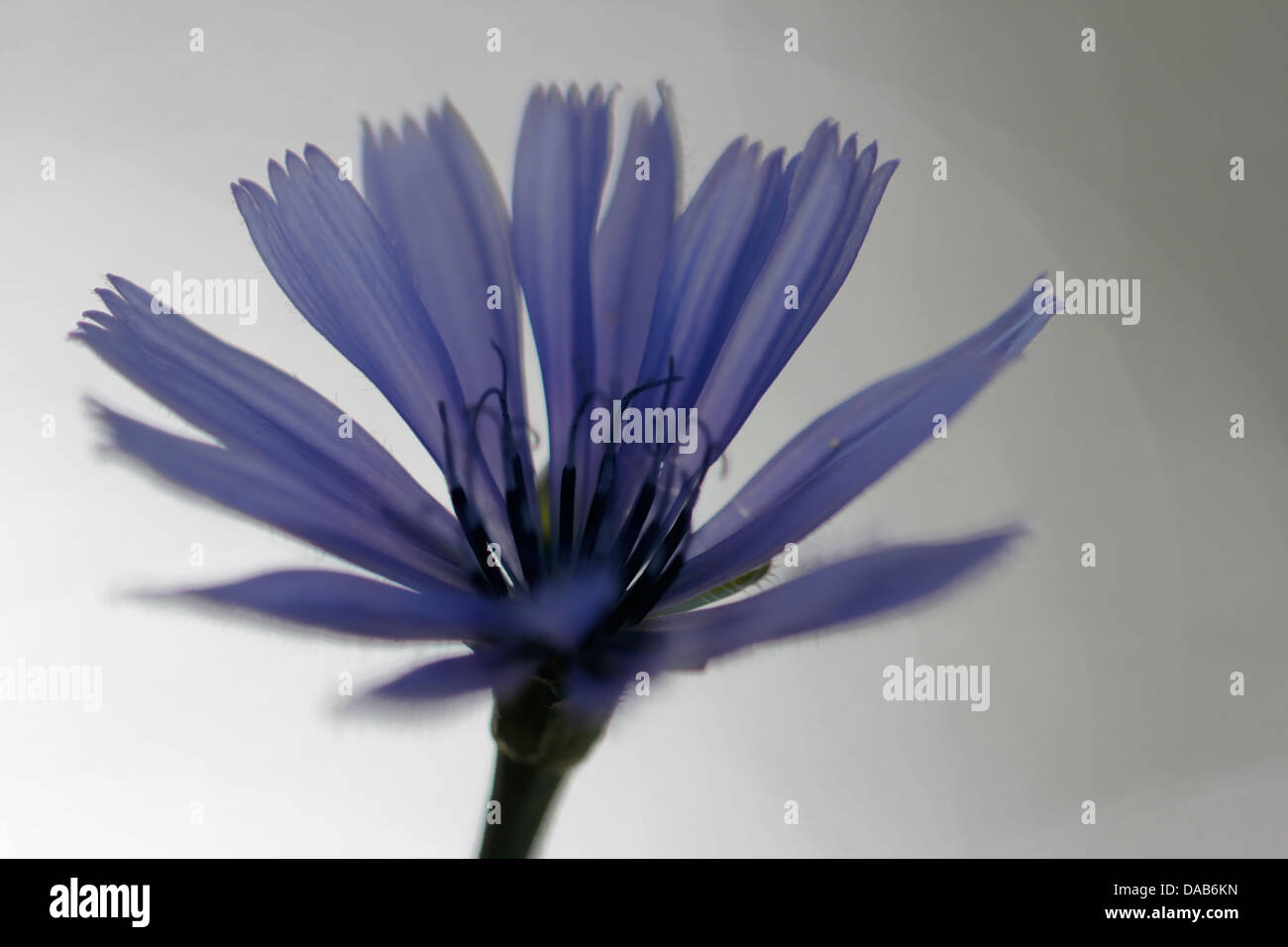 Bloem hi-res stock photography and images - Alamy