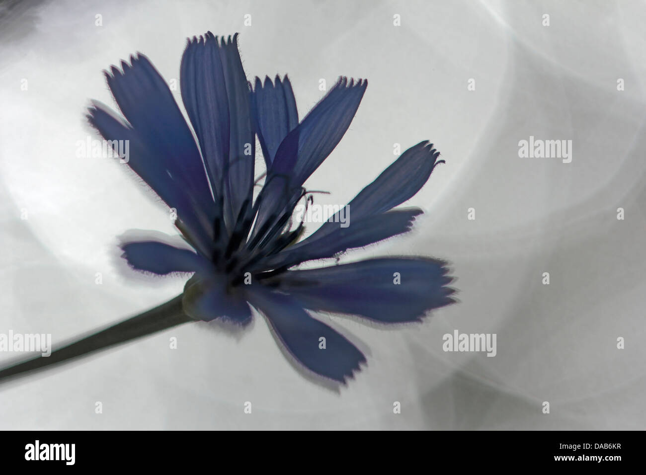 purple flower in backlight in france Stock Photo - Alamy