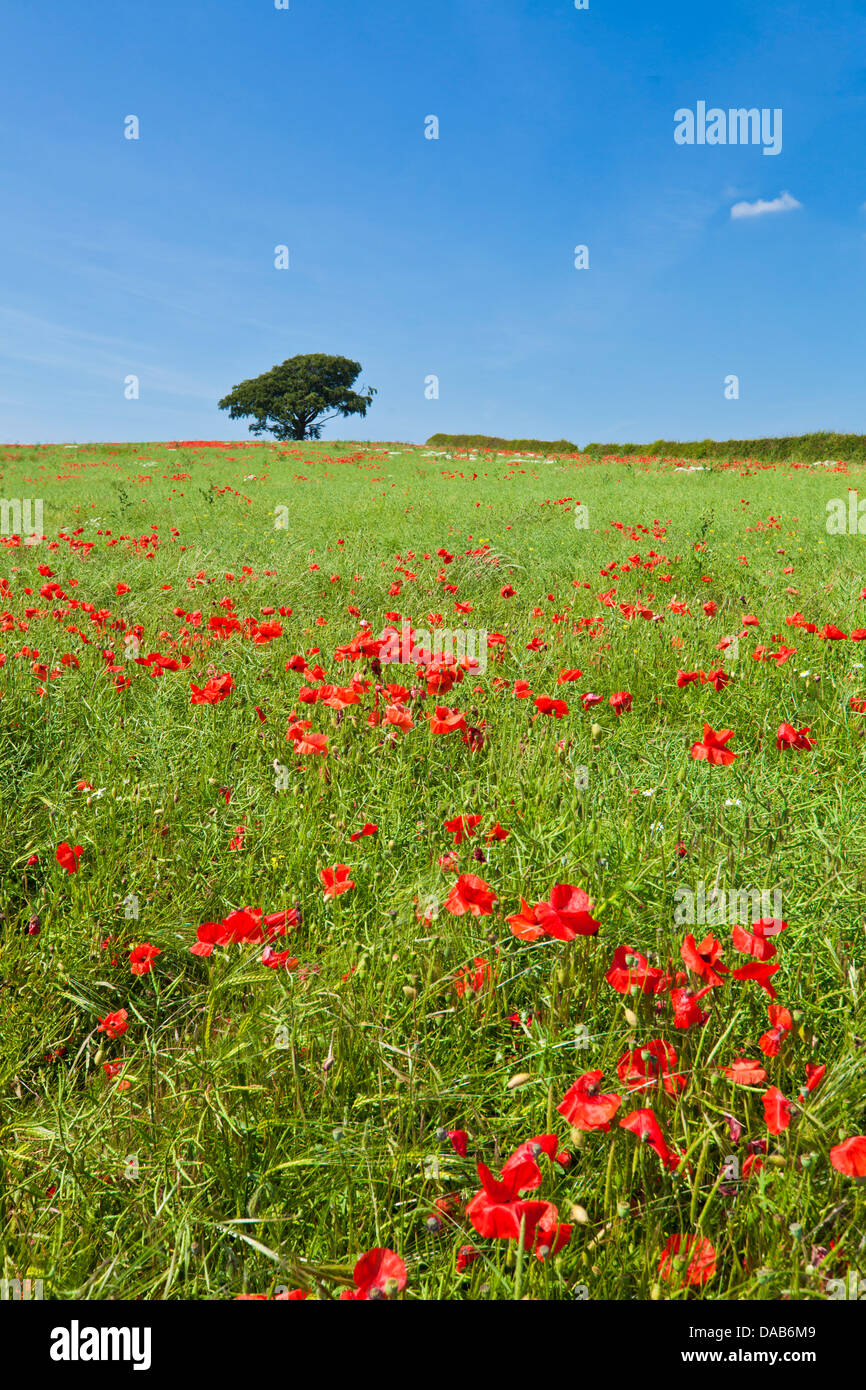 Poppy field Derbyshire England UK GB EU Europe Stock Photo - Alamy