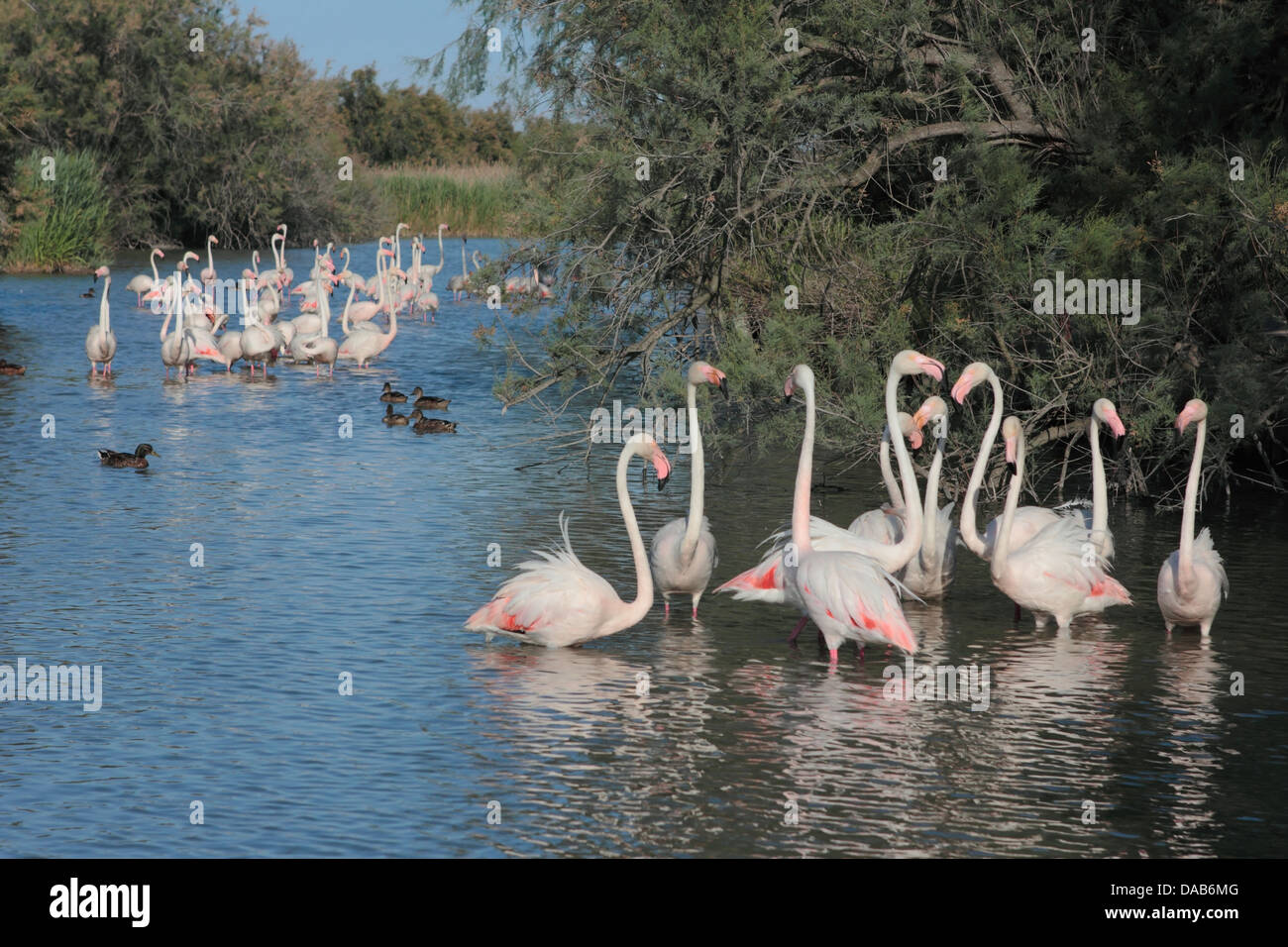 Flamingos in lake in France Stock Photo - Alamy