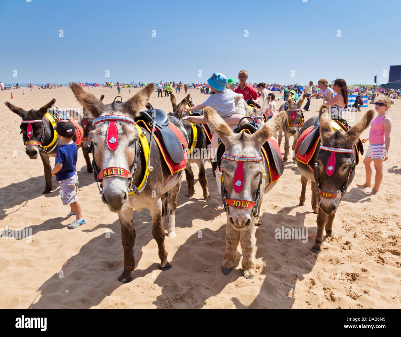 Donkeys on Beach Skegness Lincolnshire england UK GB EU Europe Stock ...
