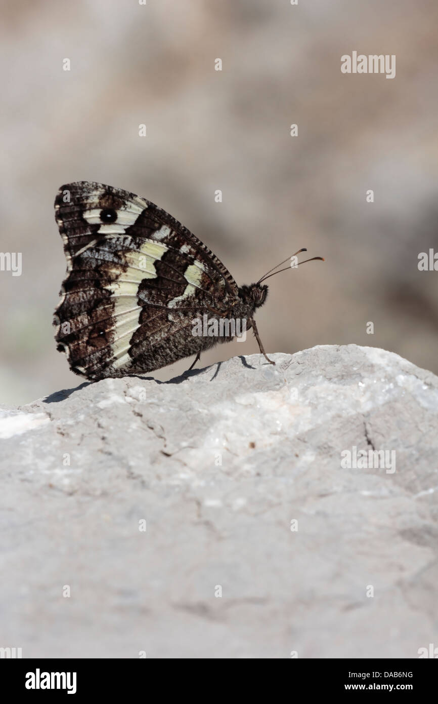 Butterfly in France Stock Photo - Alamy