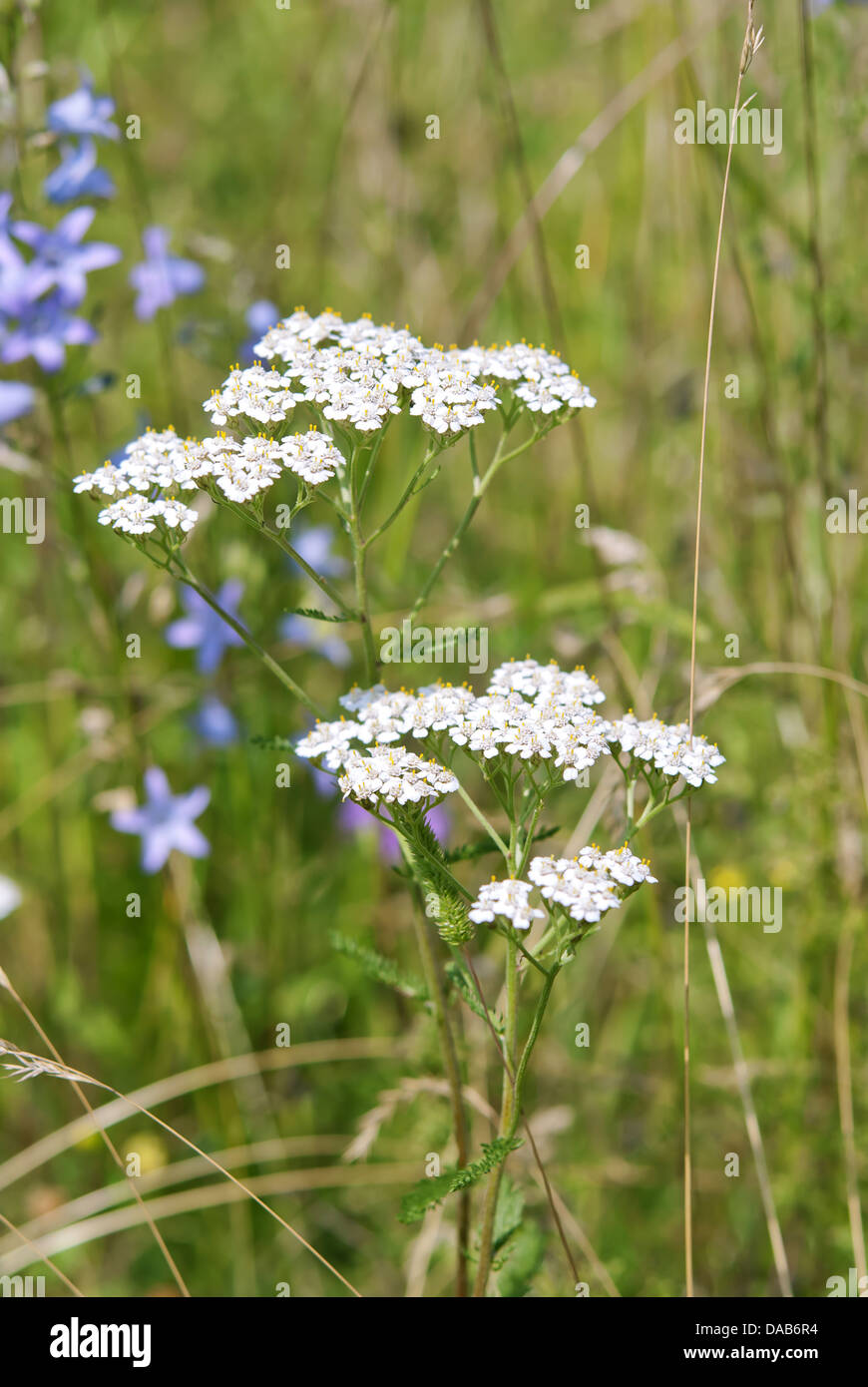 Achillea millefolium, or common yarrow, flowering plant in the family ...