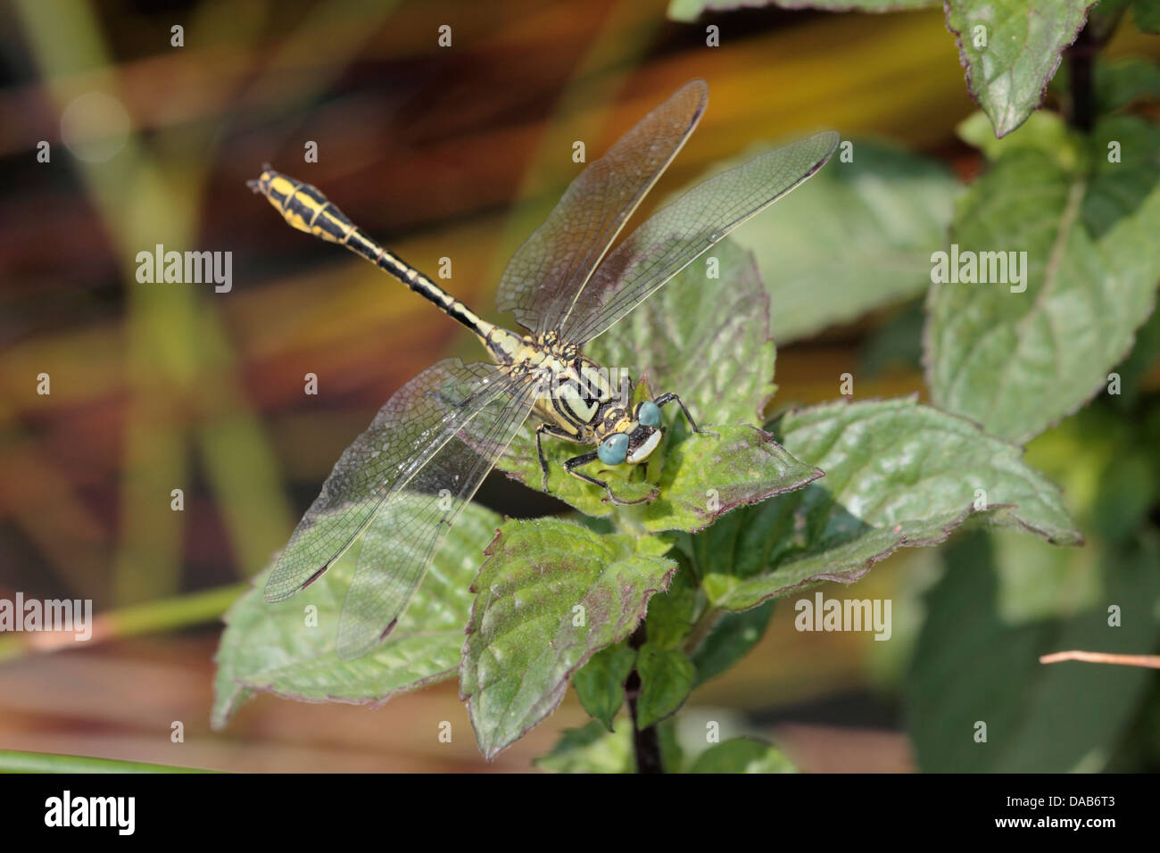 Dragonfly in France Stock Photo - Alamy