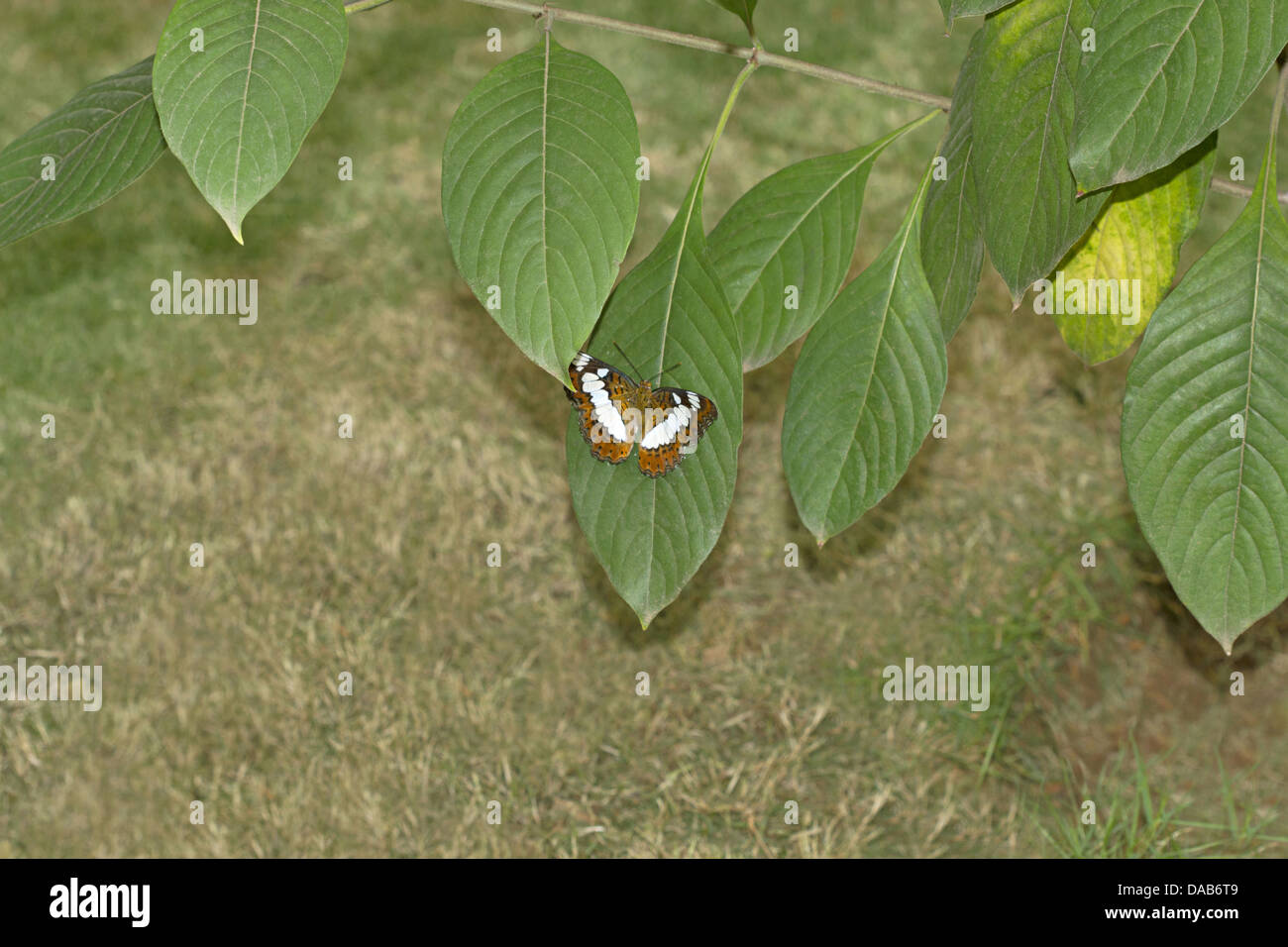 Commander butterfly moduza procris uncommon hi-res stock photography ...