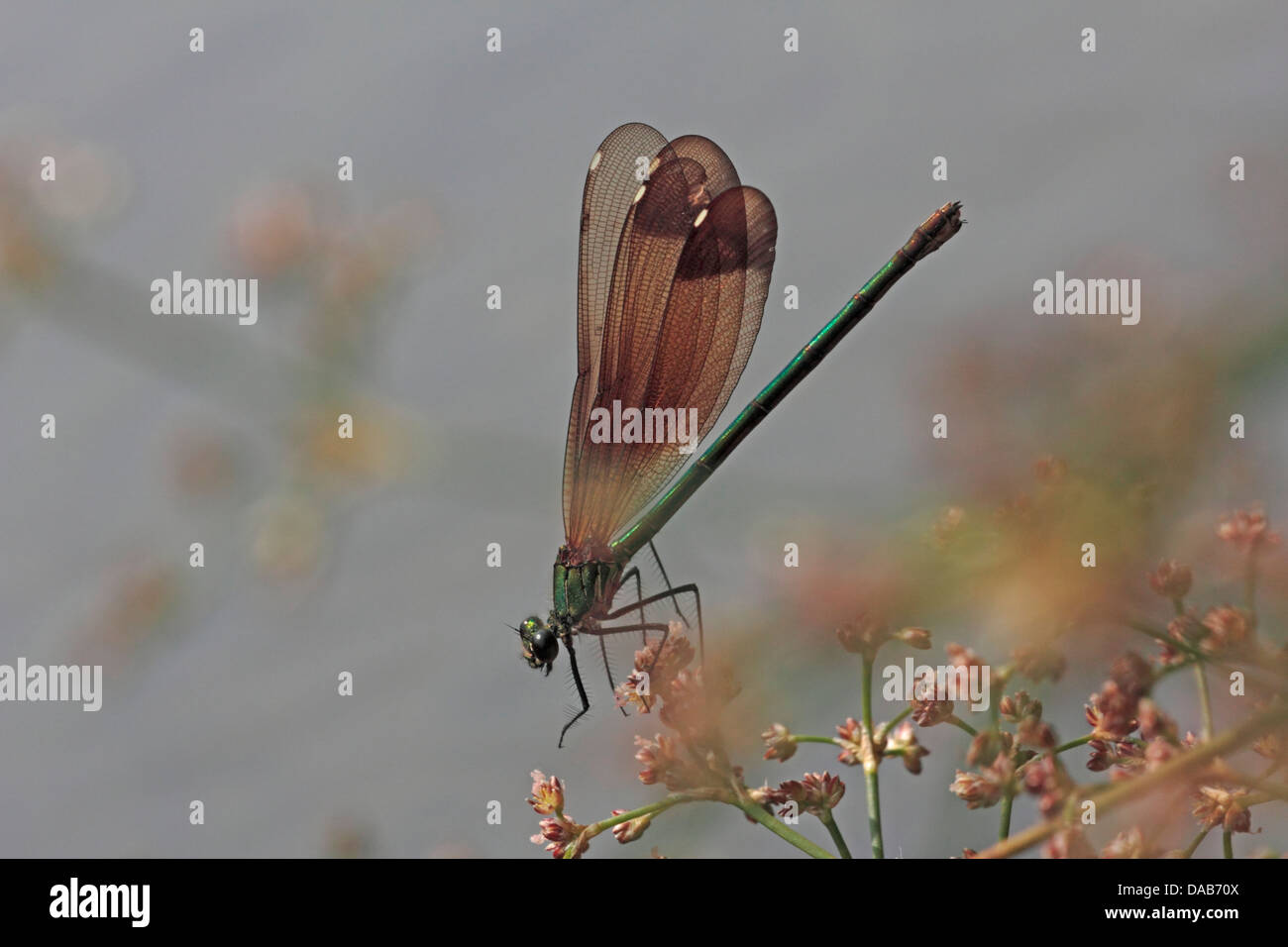 Dragonfly in France Stock Photo - Alamy