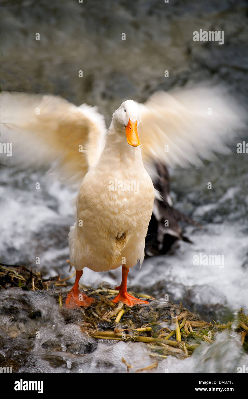 white cute duck begin flaying over the cold river Stock Photo - Alamy