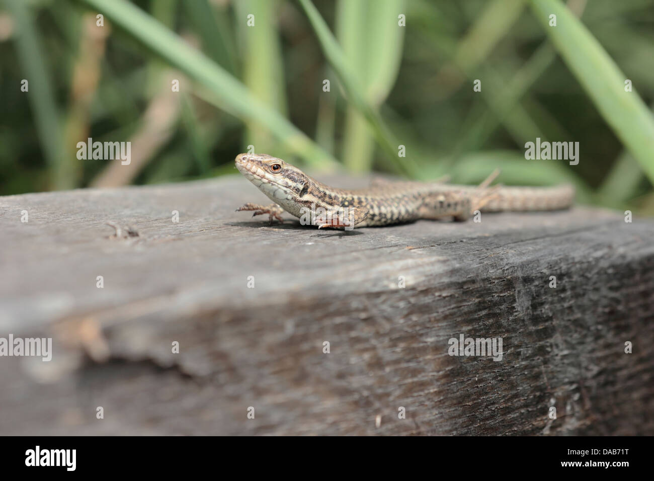 Reptiel hi-res stock photography and images - Alamy