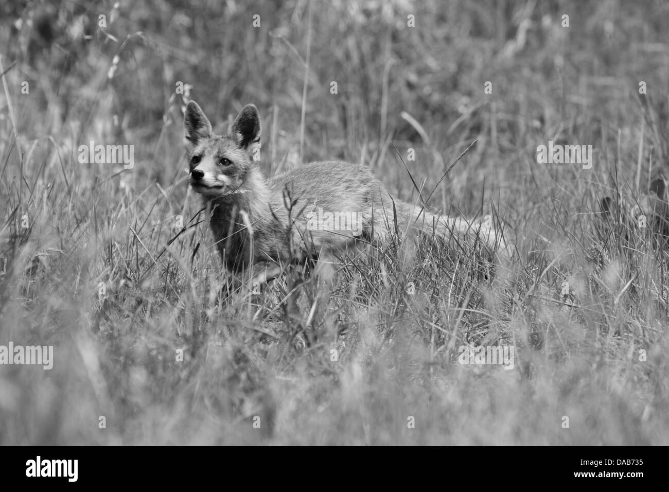 Fox in the tall grass in France Stock Photo - Alamy