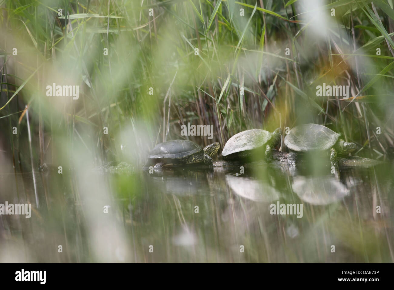 Terrapins rest on a tree stump in a swamp in France Stock Photo - Alamy