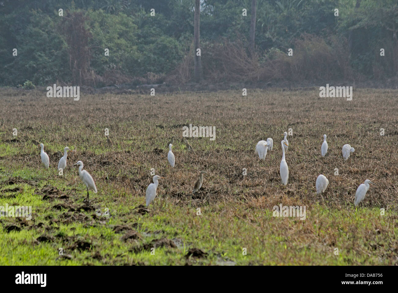 Paddy field goa hi-res stock photography and images - Alamy
