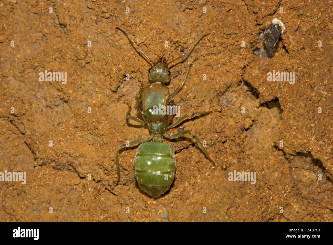 Queen Ants Stock Photos & Queen Ants Stock Images - Alamy
