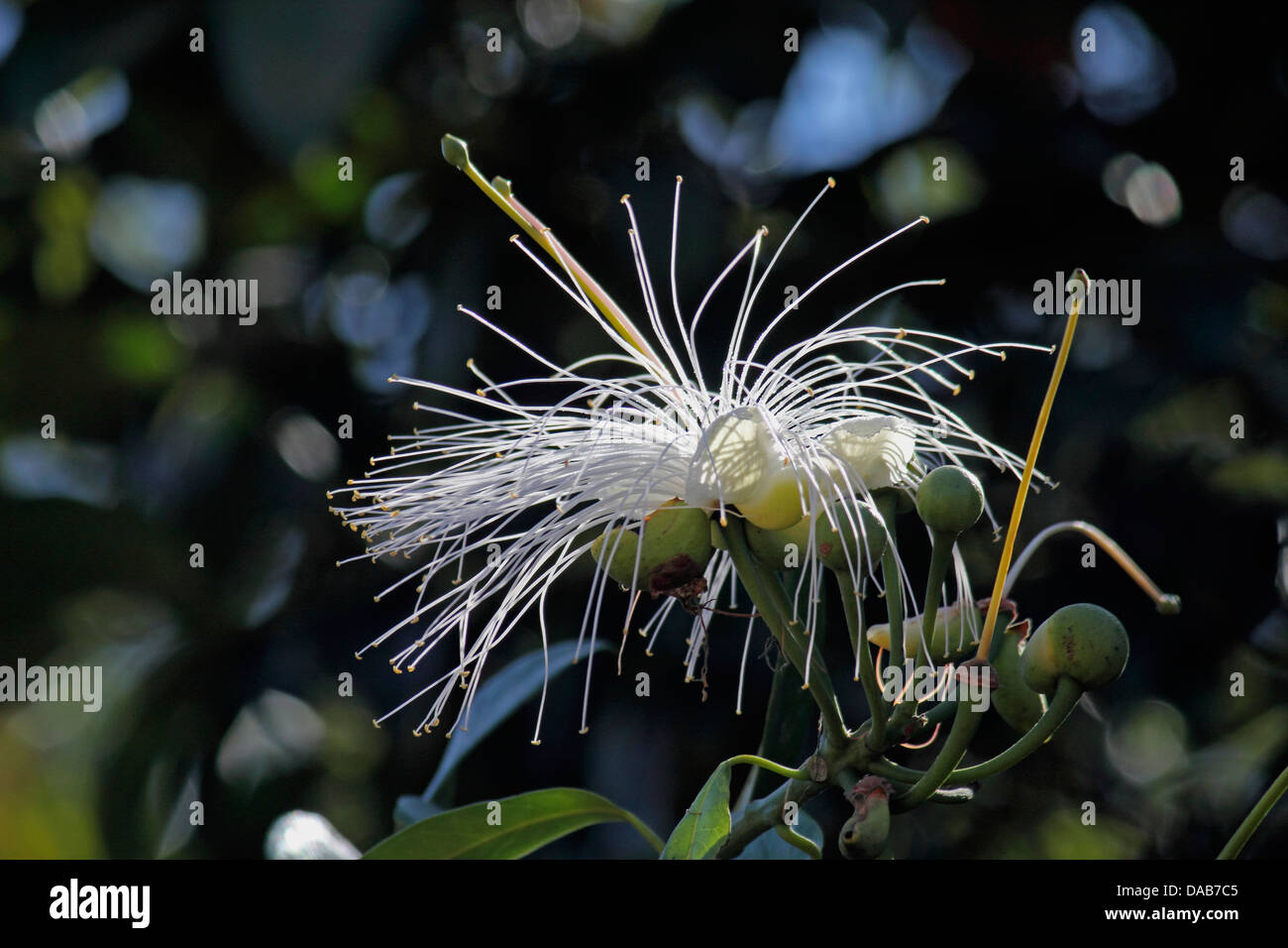 Hemispheric Rose-Apple, Syzygium hemisphericum Stock Photo - Alamy