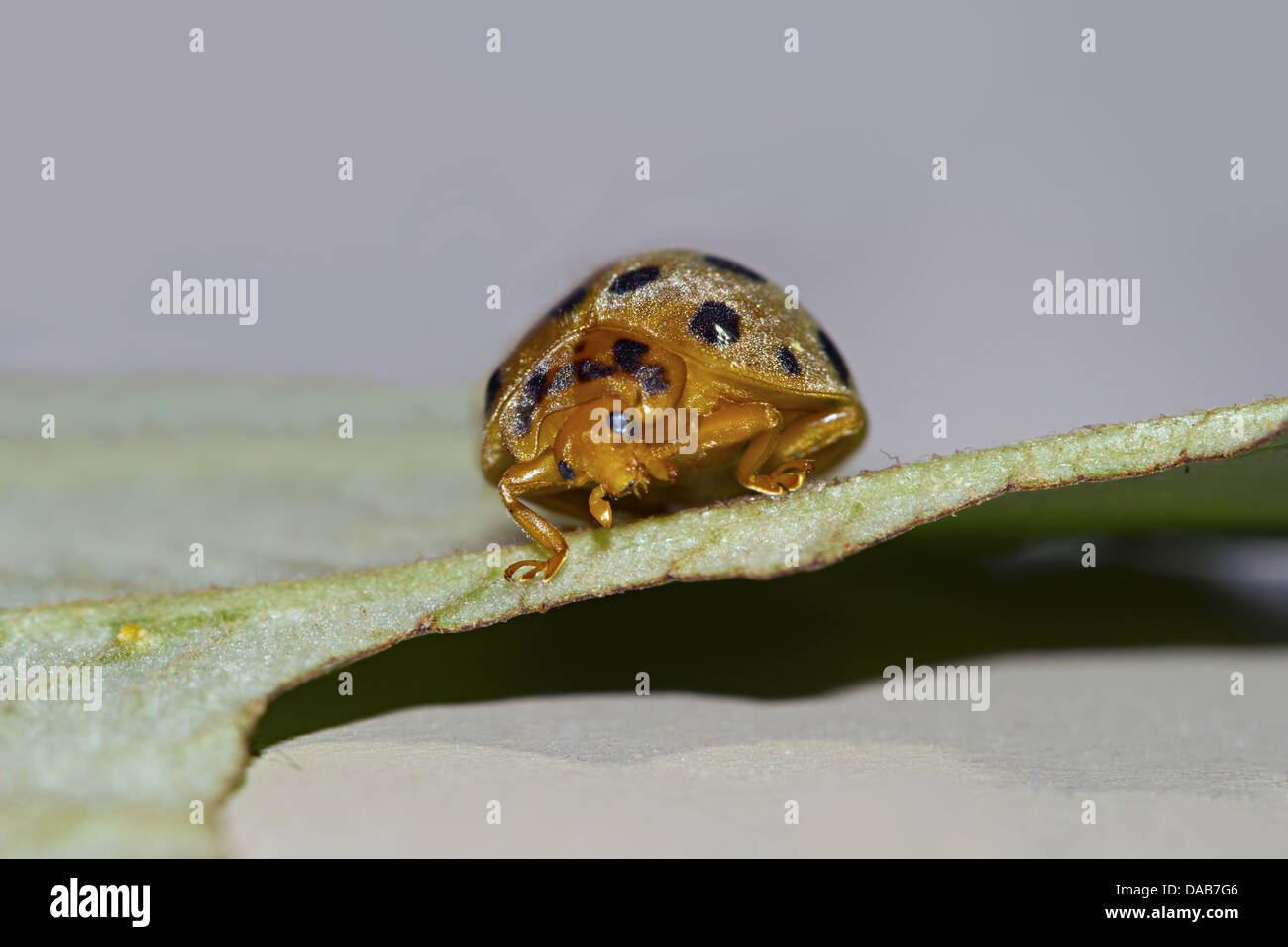 Macro location hi-res stock photography and images - Alamy