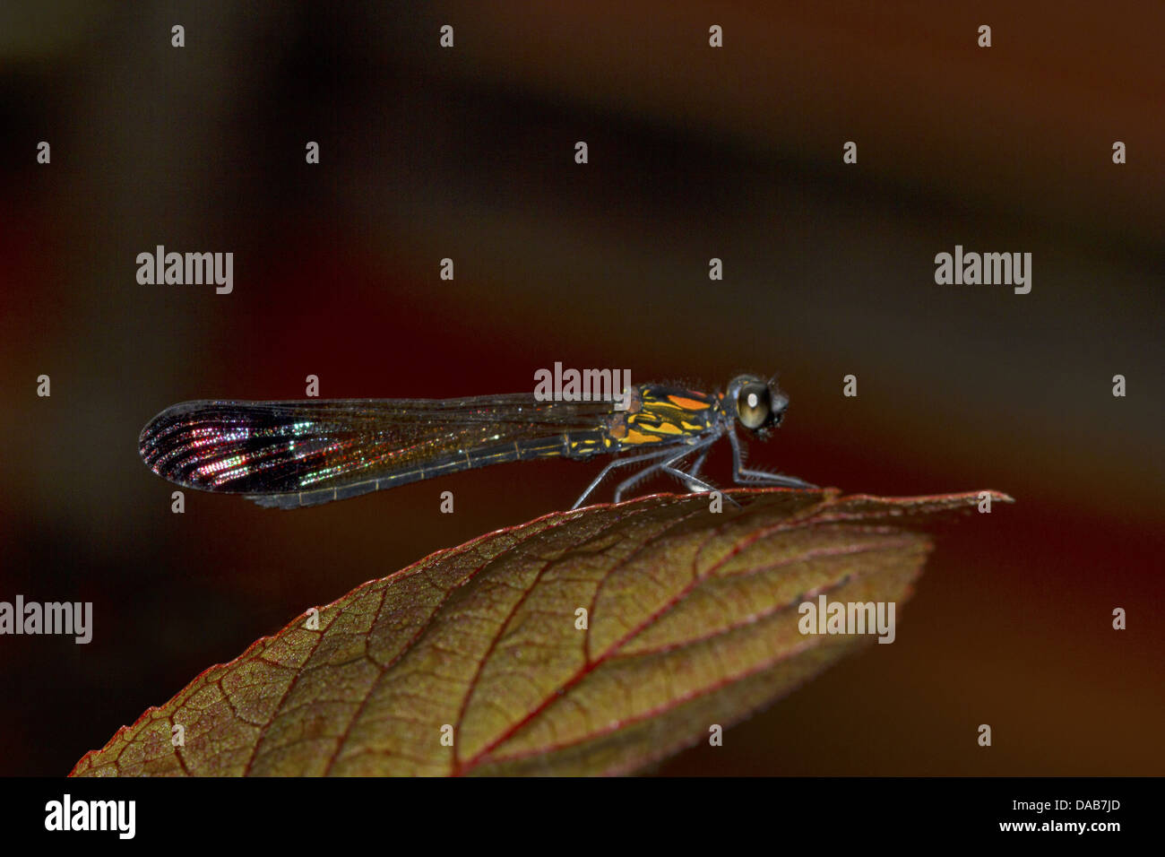 Dragonfly close up Location: Golaghat District, Assam Stock Photo - Alamy