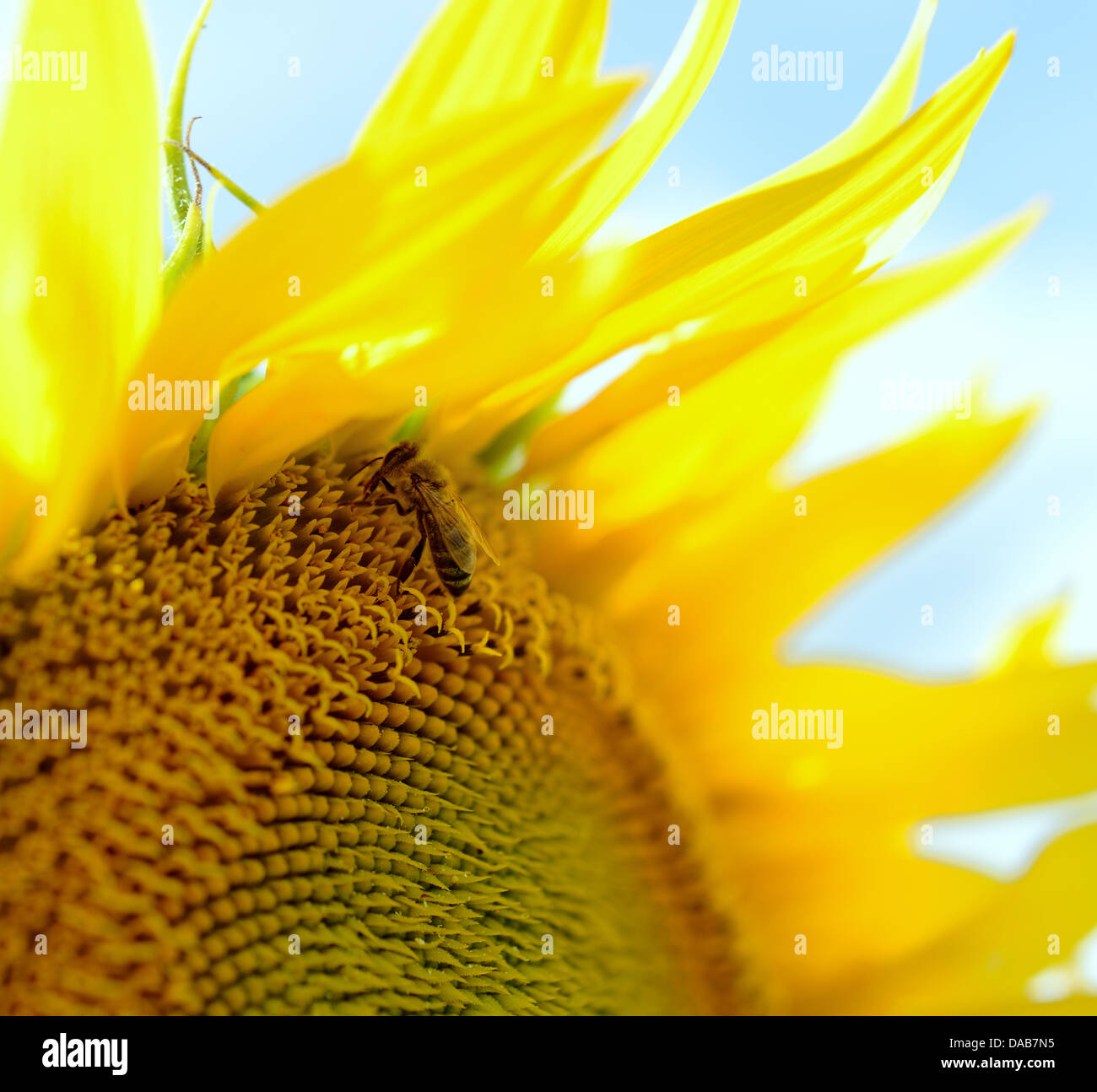 Sunflower bee hi-res stock photography and images - Alamy
