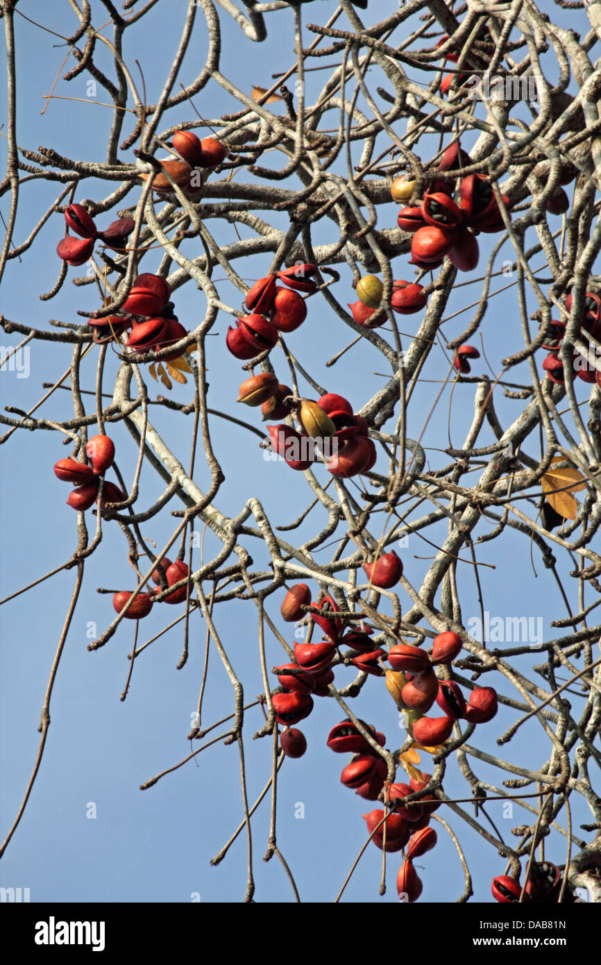 Sterculia villosa hi-res stock photography and images - Alamy