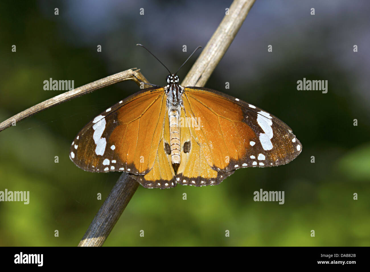 COMMON TIGER Danaus genutia Common, Periyar Tiger Reserve, Kerala ...