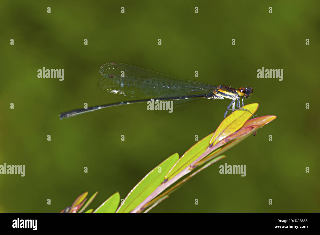 Dragonfly close up Location: Golaghat District, Assam Stock Photo - Alamy