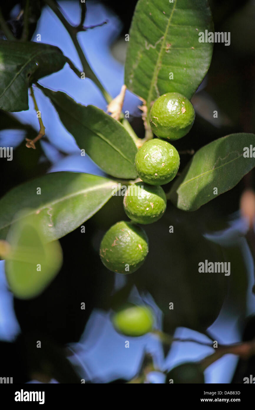 Kaffir lime, Citrus hystrix Stock Photo - Alamy