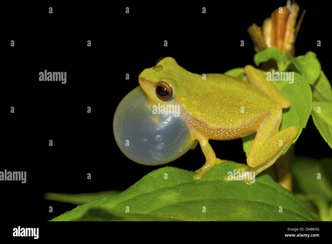 Bush Frog Periyar Tiger Reserve, Kerala, INDIA Stock Photo - Alamy