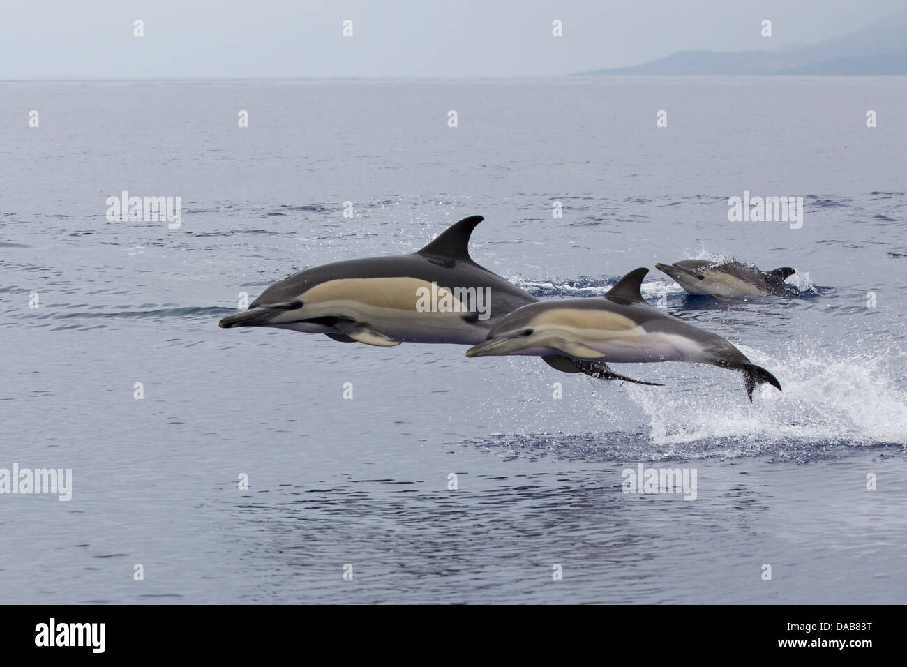 Gemeiner Delphine, Short-beaked Common Dolphins, Delphinus delphis ...