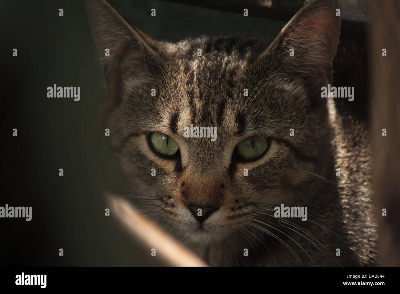 Cat on a tree shadows Stock Photo - Alamy