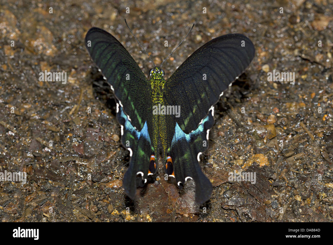 Paris peacock butterfly hi-res stock photography and images - Alamy
