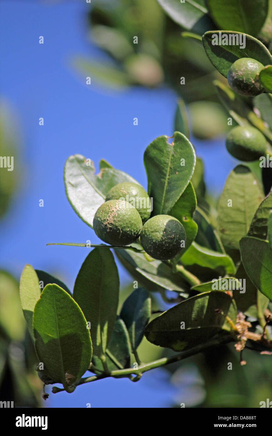 Kaffir lime, Citrus hystrix Stock Photo - Alamy