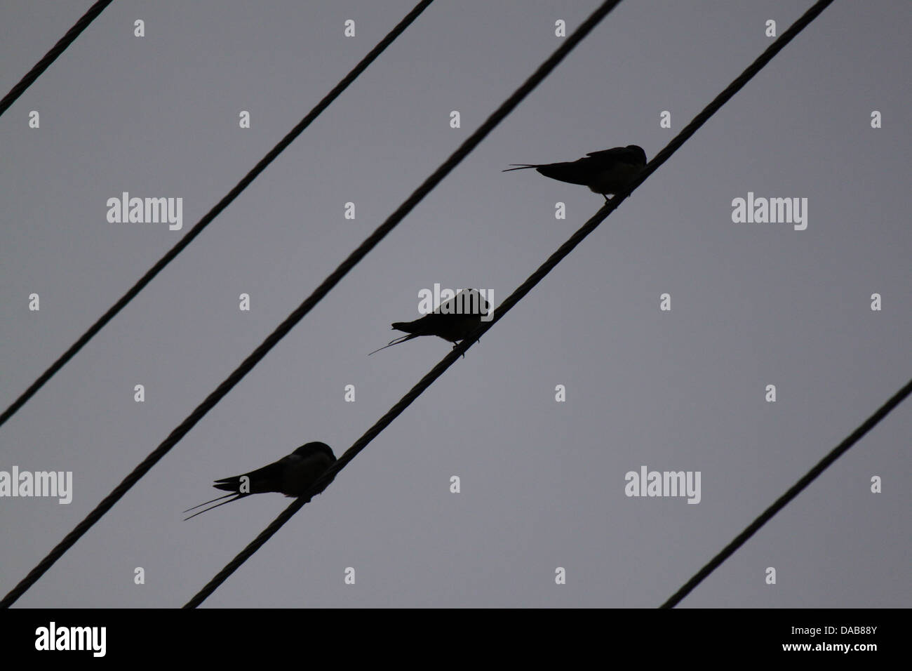 Birds On Wire High Resolution Stock Photography and Images - Alamy
