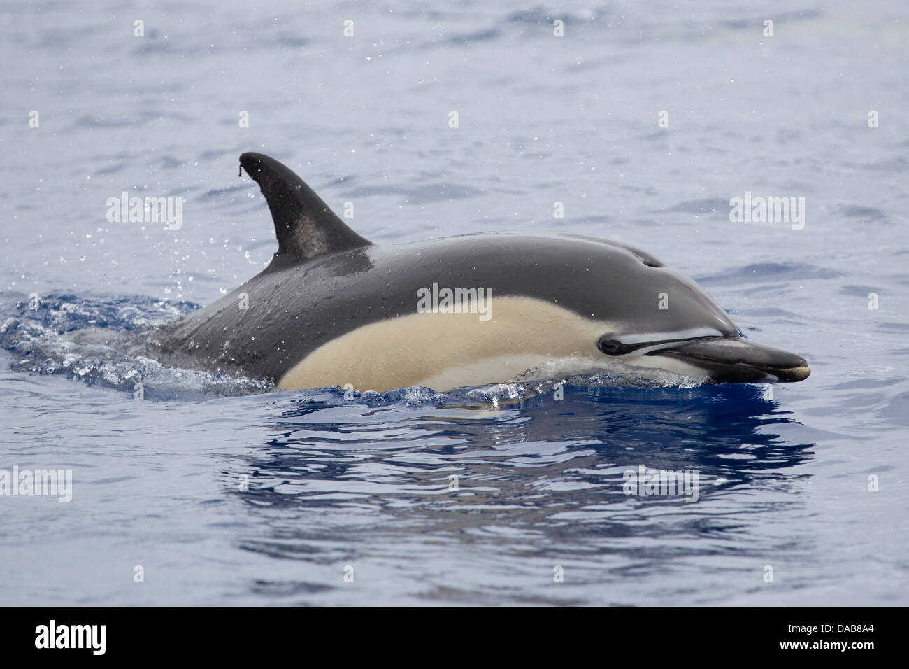 Azoren delphine hi-res stock photography and images - Alamy