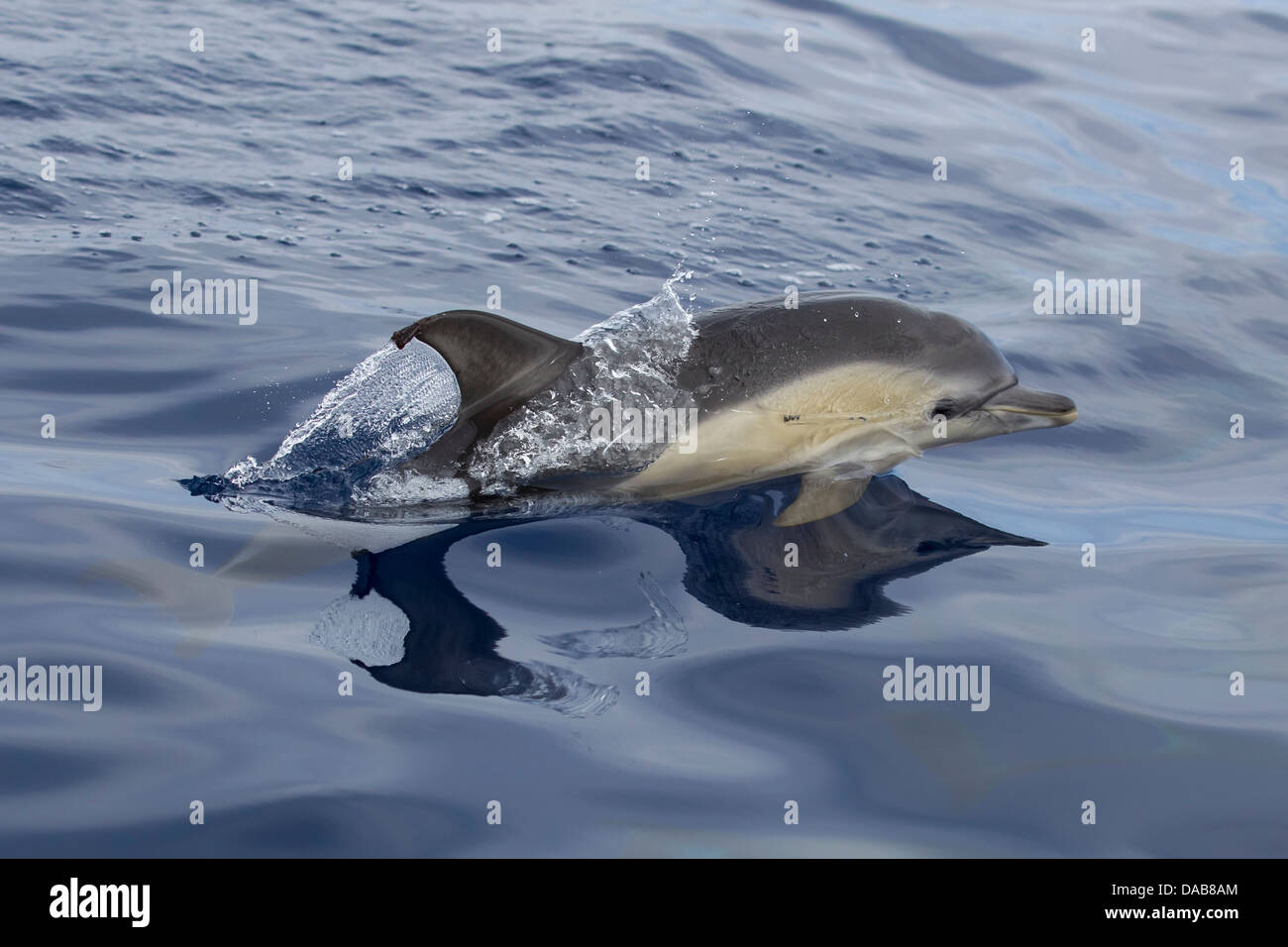 Gemeiner Delphin, Short-beaked Common Dolphin, Delphinus delphis ...