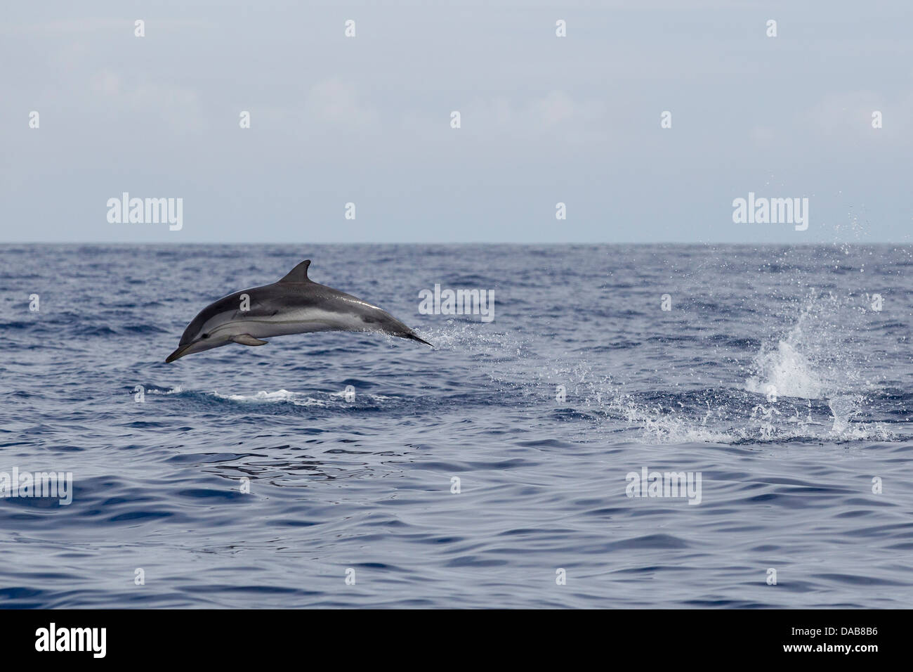 Delfine delfinbeobachtung hi-res stock photography and images - Alamy
