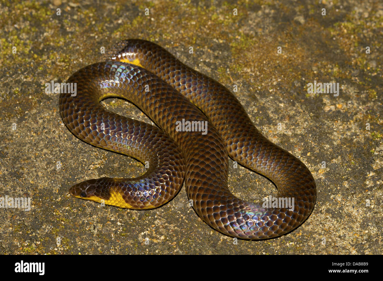 Shieldtail Snake