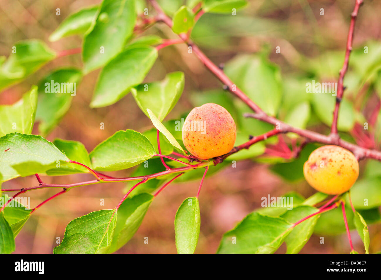Apricot tree fruit hi-res stock photography and images - Alamy