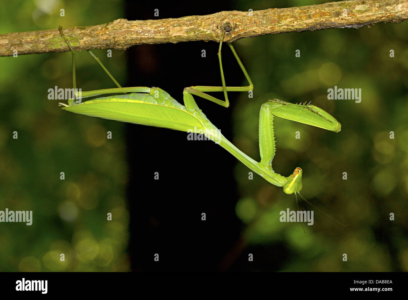 Praying Mantis Family High Resolution Stock Photography and Images - Alamy