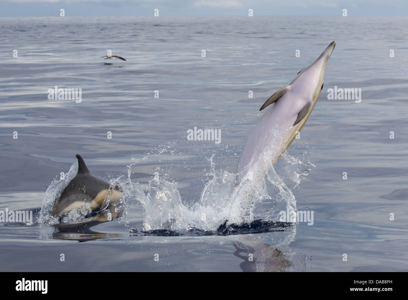 Gemeine Delphine, Short-beaked Common Dolphins, Delphinus delphis ...