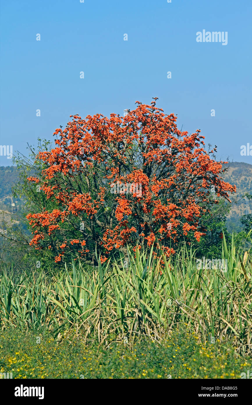Butea monosperma, Flame of the Forest Stock Photo - Alamy
