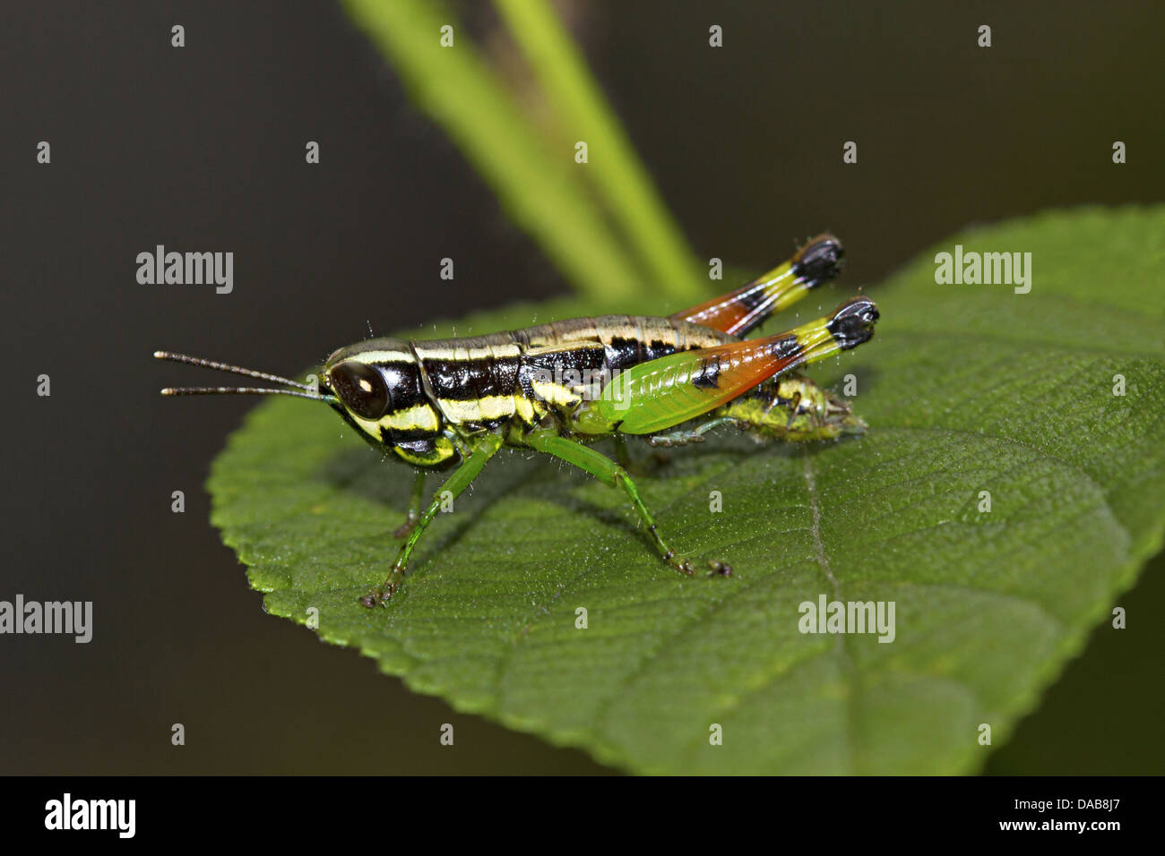 Grasshopper india hi-res stock photography and images - Alamy