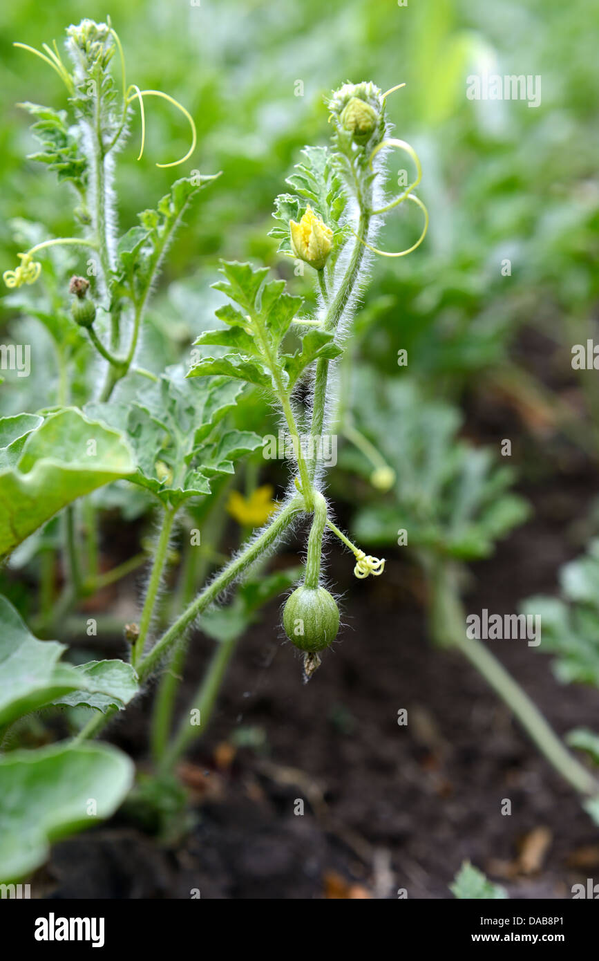 Watermelon flower hi-res stock photography and images - Alamy
