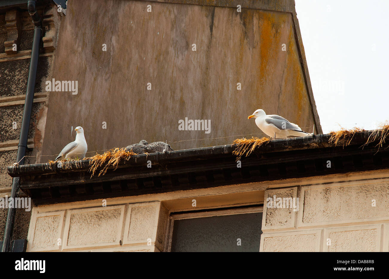 Herring gulls nesting on a roof with a safety rail in Rhyl Wales Stock ...