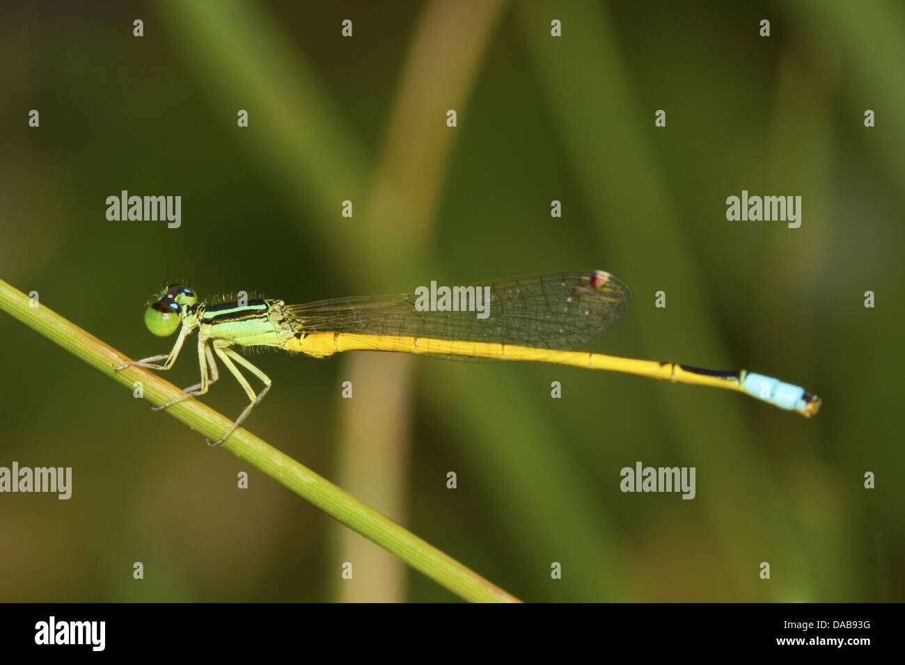 Dragonfly wing hi-res stock photography and images - Alamy