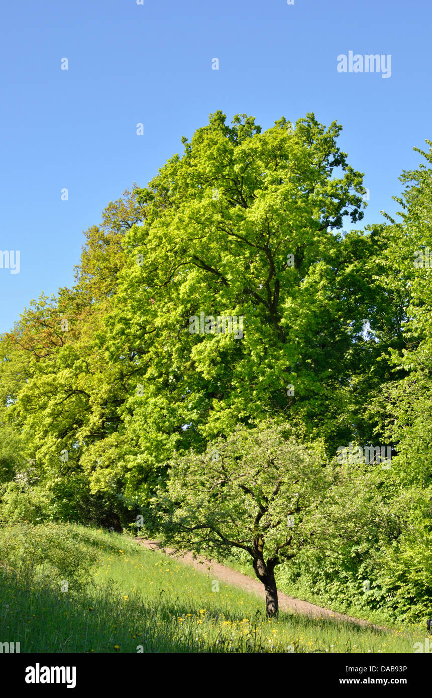 Goetheanum hi-res stock photography and images - Alamy