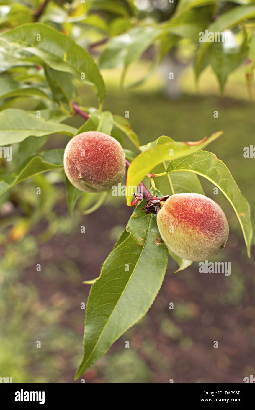 Peach growing on tree hi-res stock photography and images - Alamy