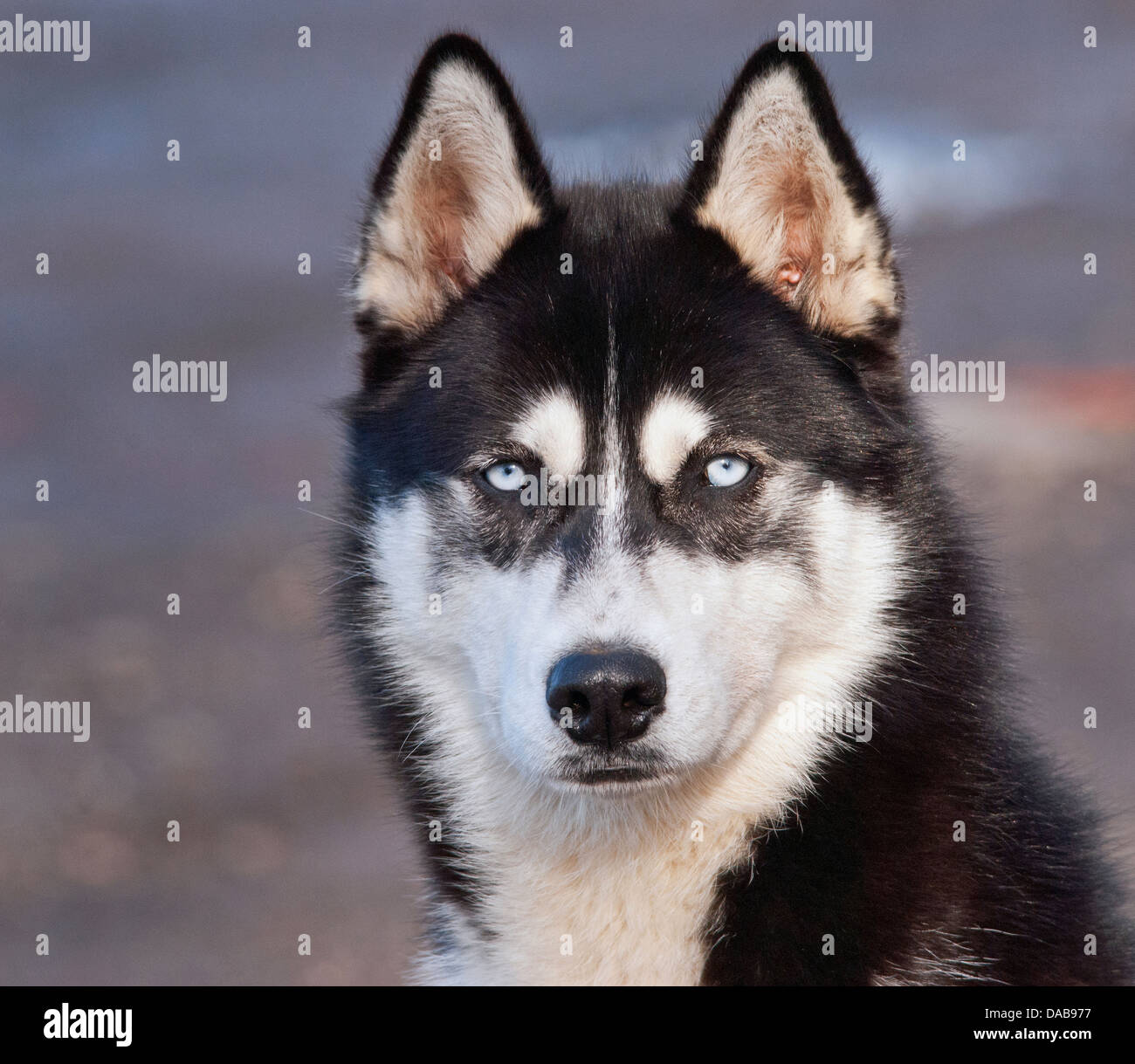 Siberian Husky Dog Stock Photo - Alamy