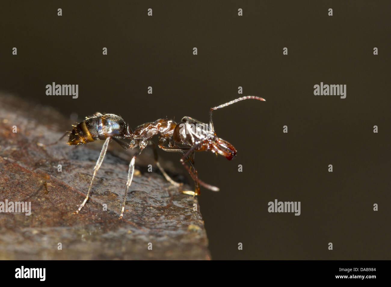 Ant close up . Periyar Tiger Reserve, Kerala INDIA Stock Photo - Alamy